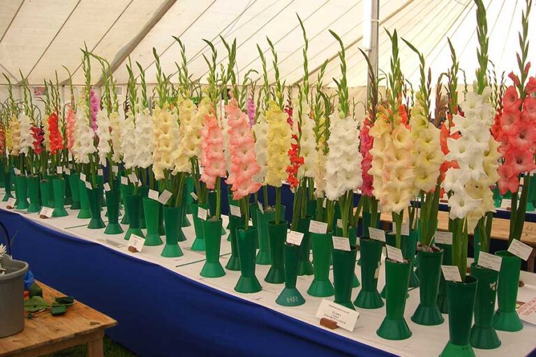 Shows - British Gladiolus Society